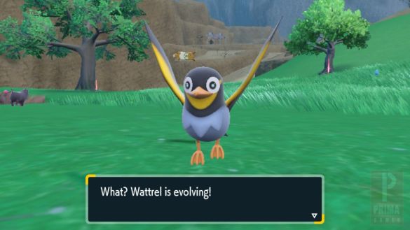 How to Evolve Wattrel into Kilowattrel in Pokemon Scarlet and Violet ...