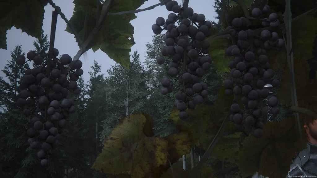 A Deep Investigation Into The Grapes of FFXVI - Prima Games