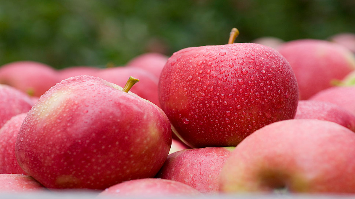 How to Make Apple in Infinite Craft - Prima Games
