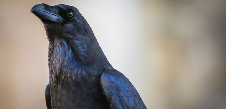 How to Make a Crow in Infinite Craft - Prima Games