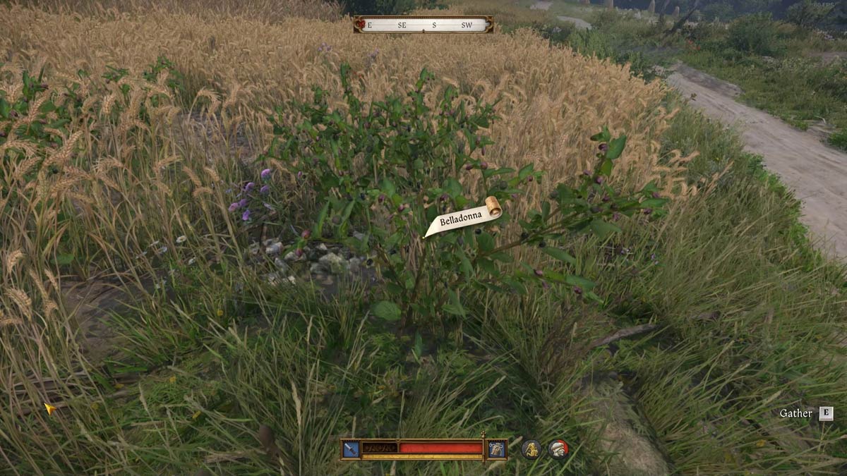 How to Get Belladonna in Kingdom Come Deliverance 2? - Prima Games
