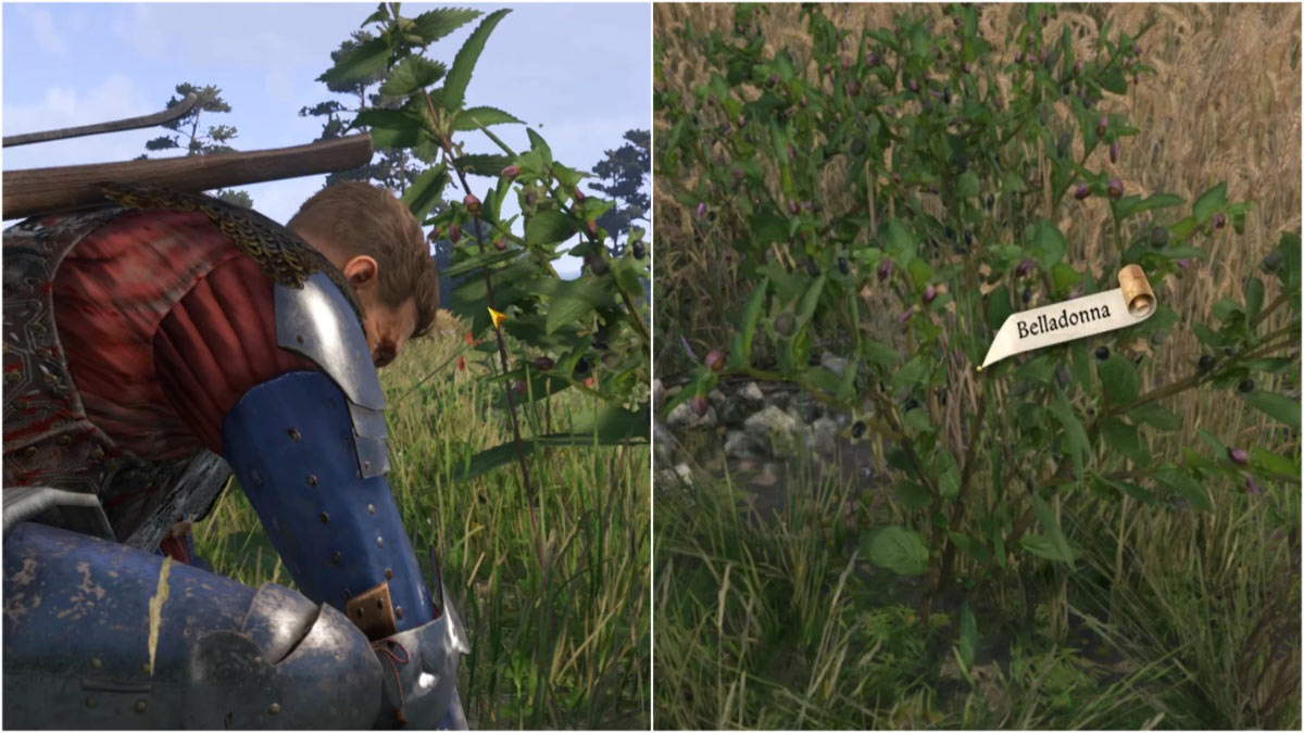 How to Get Belladonna in Kingdom Come Deliverance 2? - Prima Games