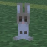 Baby Rabbit